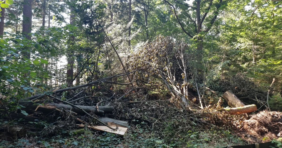Storm damage renders Drenthe forests impassable - Rolde.nl